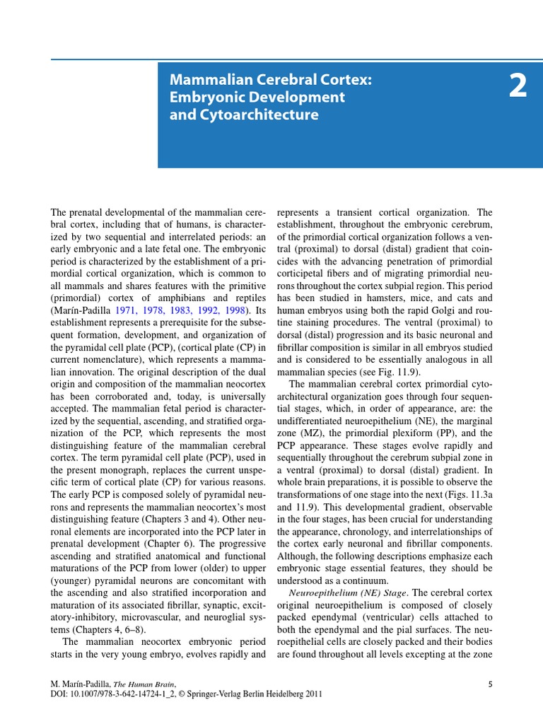 Mammalian Cerebral Cortex: Embryonic Development and Cytoarchitecture ...