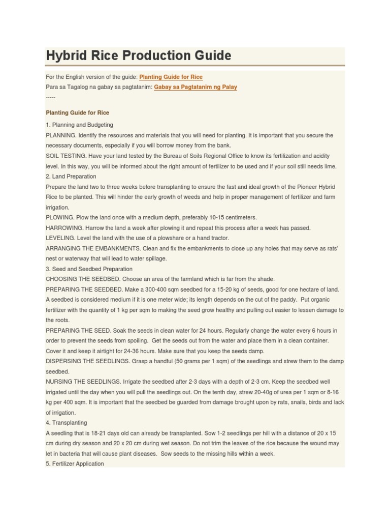 Hybrid Rice Planting Guide in Tagalog | PDF | Rice | Seedling