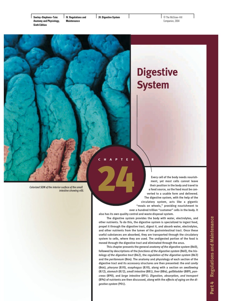 24 Digestive System - Compressed | PDF | Human Digestive System ...