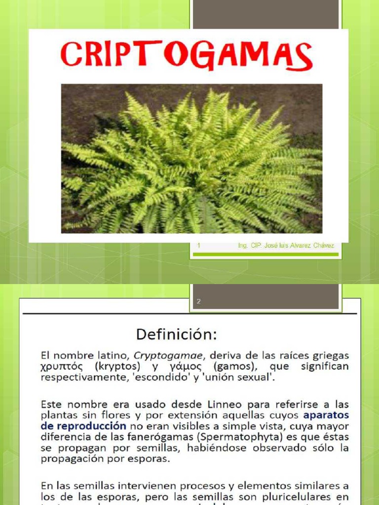 Criptogamas, Fanerogamas, Gimnospermas | PDF