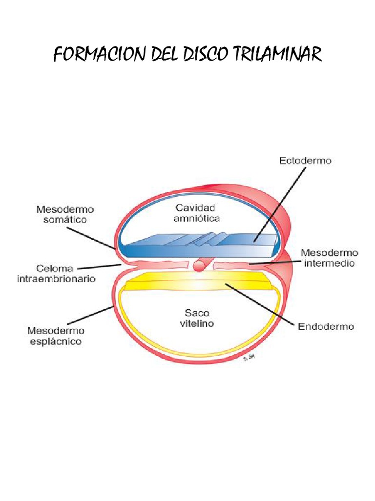 Formacion Del Disco Trilaminar | PDF