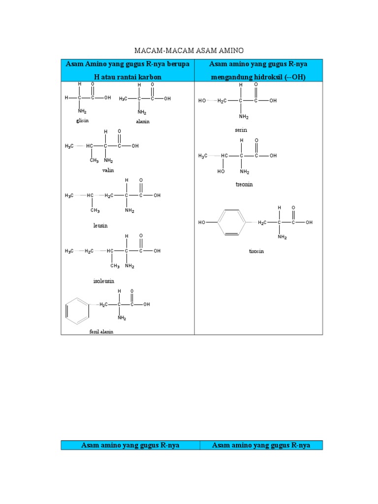 Macam-Macam Asam Amino | PDF