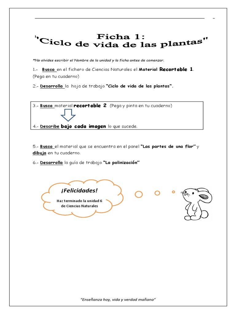 Hoja De Trabajo Sobre El Ciclo De Vida De Una Flor