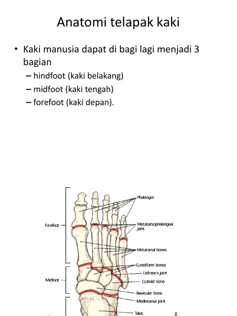 Anatomi Telapak Kaki | PDF