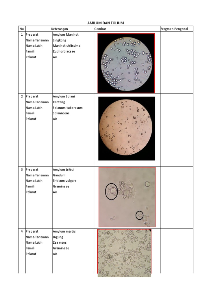Rang Kuman Pengamatan Mikroskopis beberapa folium dan amylum