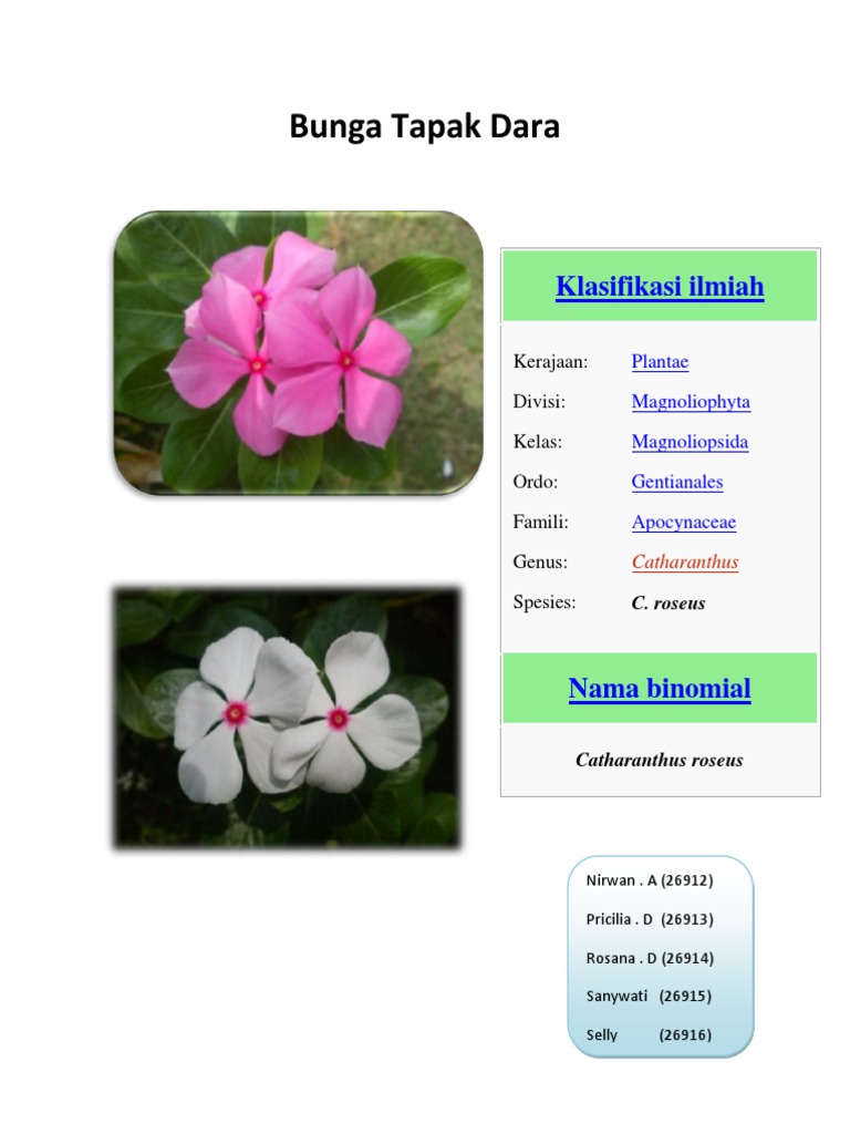 Bunga Tapak Dara | PDF