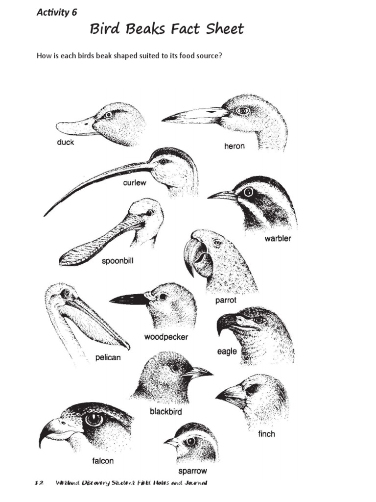 Beaks | PDF