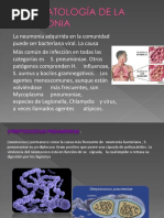 Fases Fisiopatologicas de La Neumonia | PDF | Leucocito | Sangre