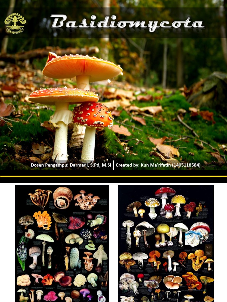 Basidiomycota | PDF | Kesehatan Holistik | Sains & Matematika