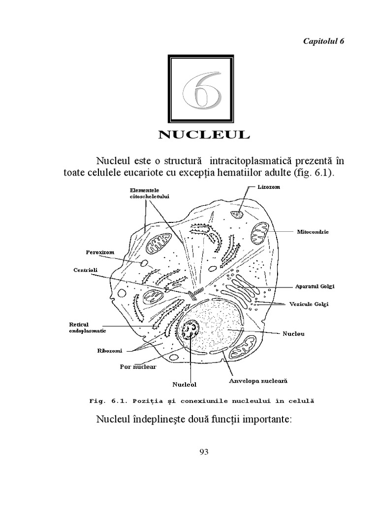 Lp6 - Nucleu PDF | PDF