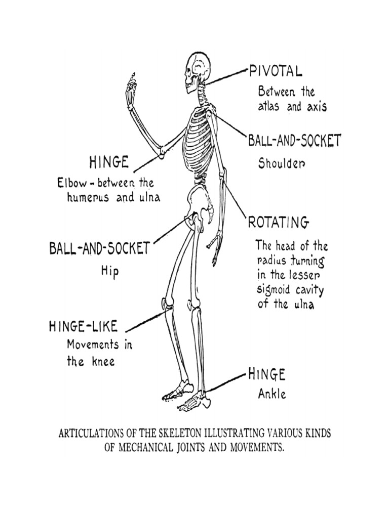 Articulation S | PDF | Anatomical Terms Of Motion | Joints