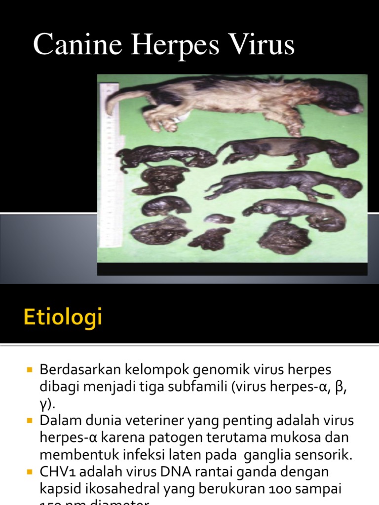 Canine Herpes Virus | PDF | Pengembangan Diri | Kesehatan Holistik