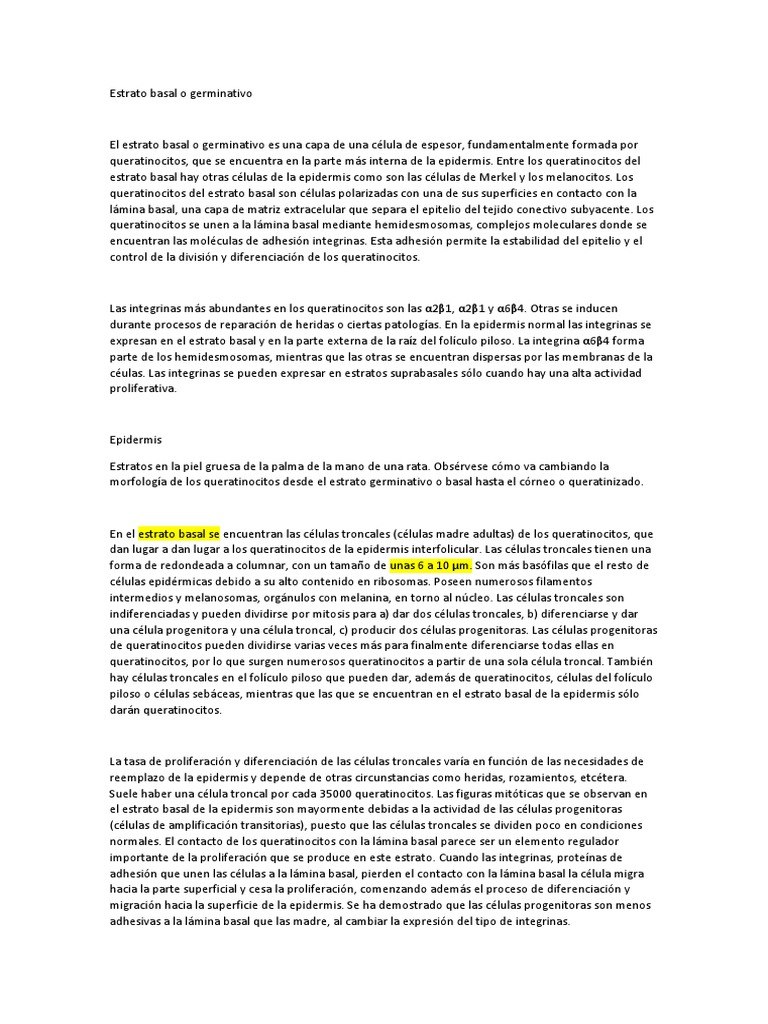 El estrato basal o germinativo: la capa celular fundamental de la ...