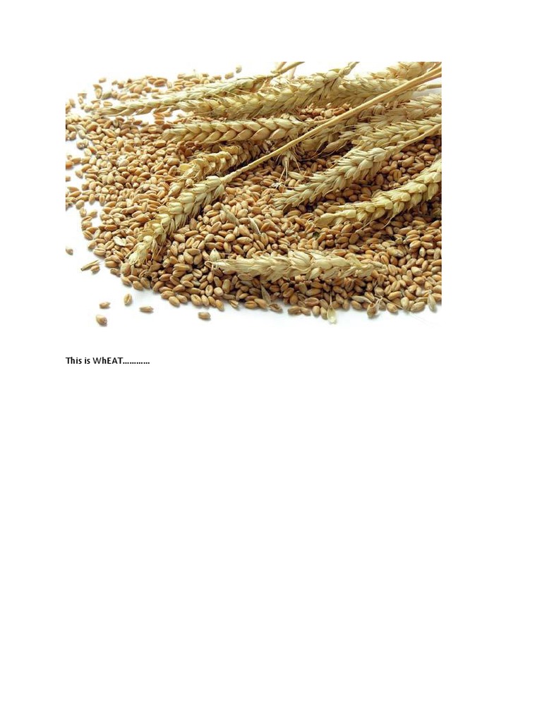 Wheat | PDF