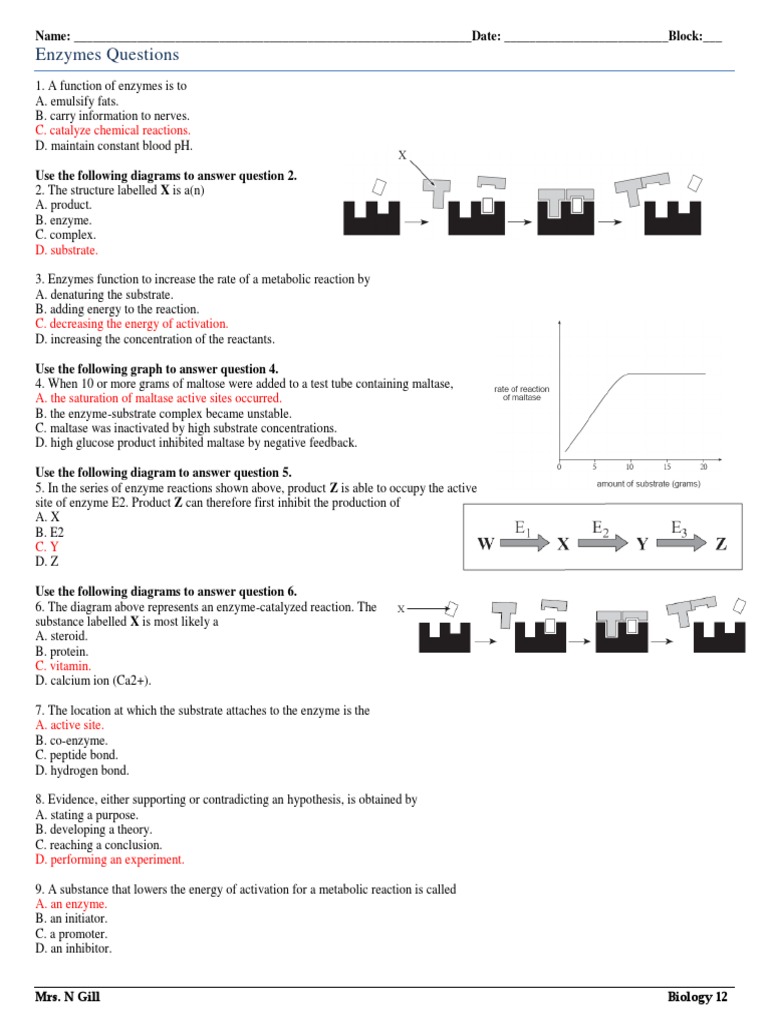 Questions - Enzymes - Answer Key | Active Site | Enzyme