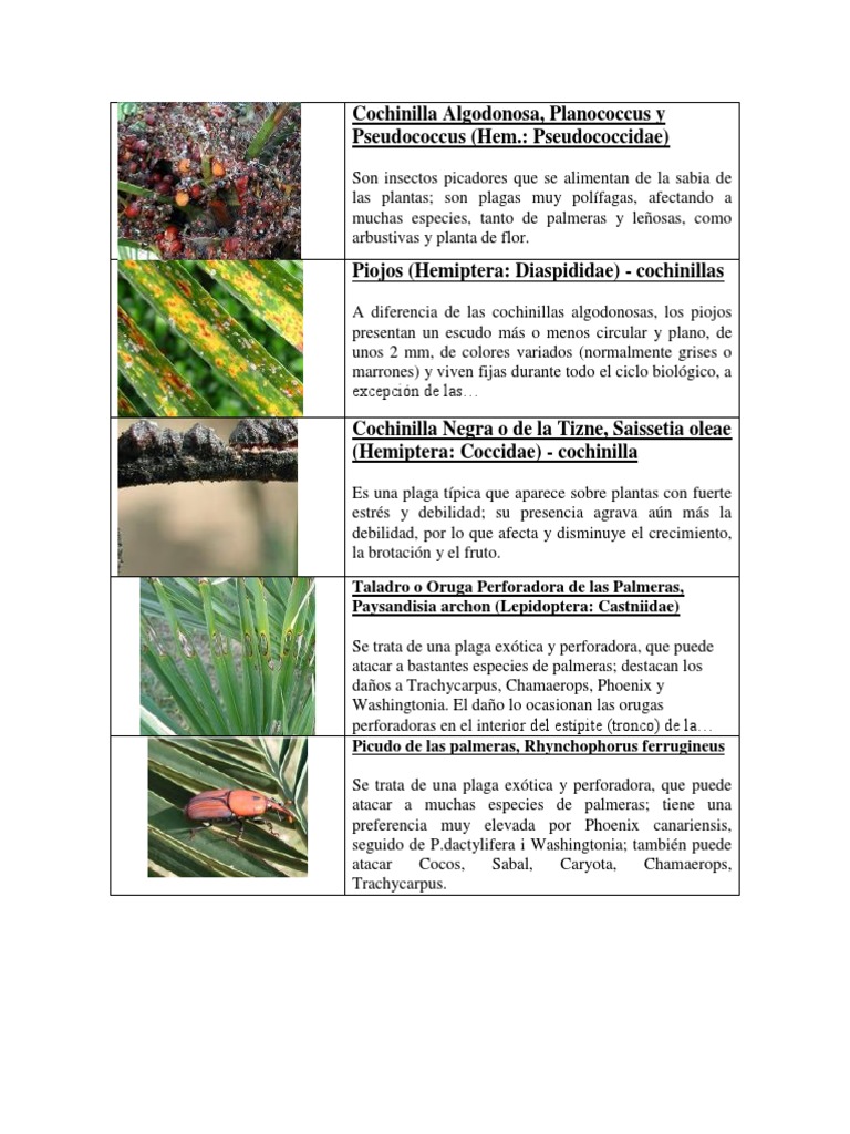 Plagas Palma Fotos | PDF | Insectos | Lepidópteros