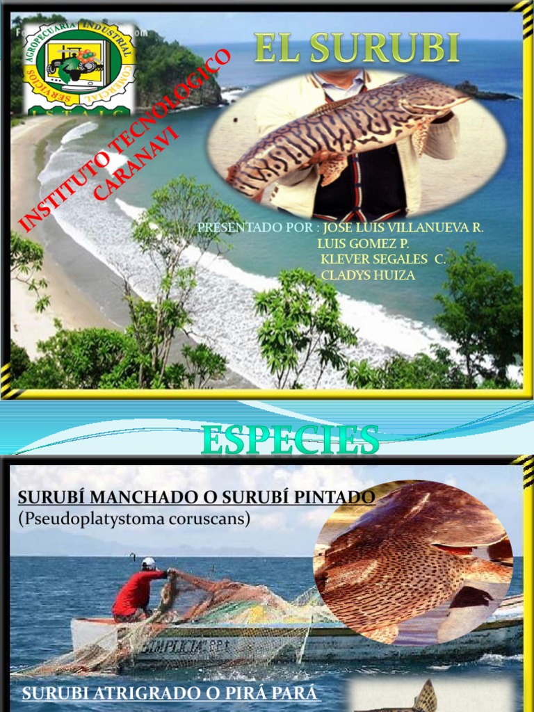 Presentación1 SURUBI | PDF | Hogar, jardinería y bricolaje
