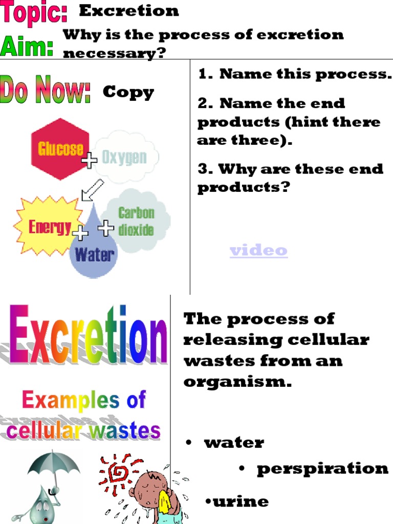 Why Is The Process of Excretion Necessary?: Video | PDF | Excretion | Urine