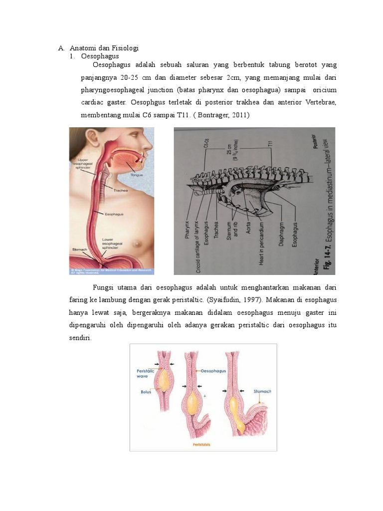Anatomi Dan Fisiologi OMD MKLH KEL 1 | PDF