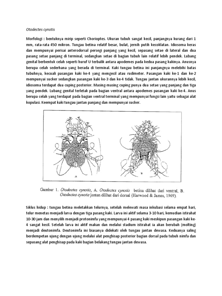 Morfologi dan Siklus Hidup O. Cynotis | PDF | Penyakit Hewan ...