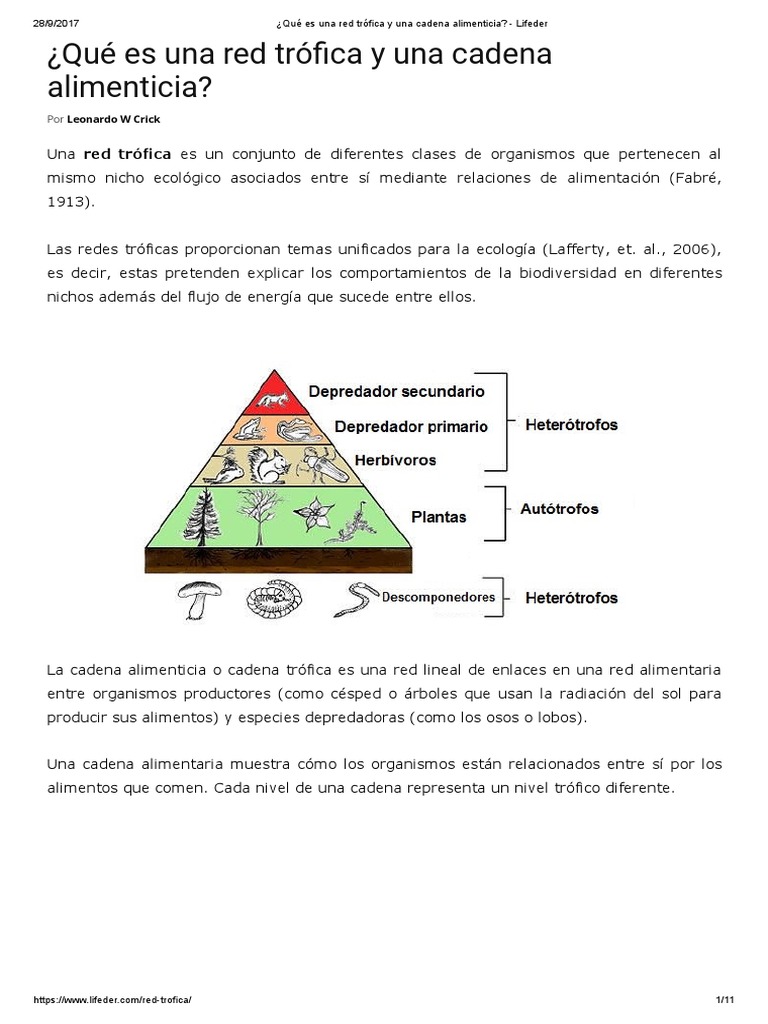 Definición de red trófica y cadena alimenticia | PDF | Red alimentaria ...