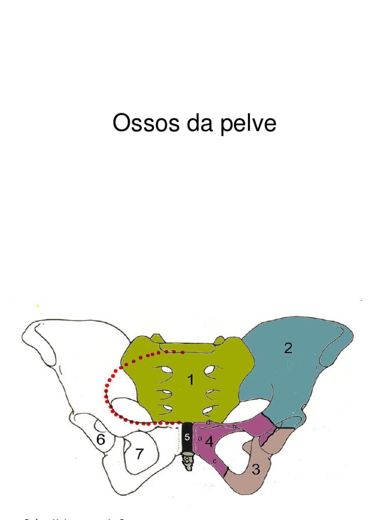 Anatomia Da Pelve e Perineo 1 | PDF | Pélvis | Coluna vertebral
