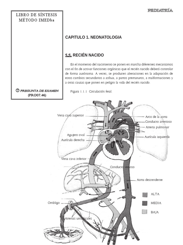 Apunte Curso Imedba Residencias Medicas | PDF | Vena | Feto