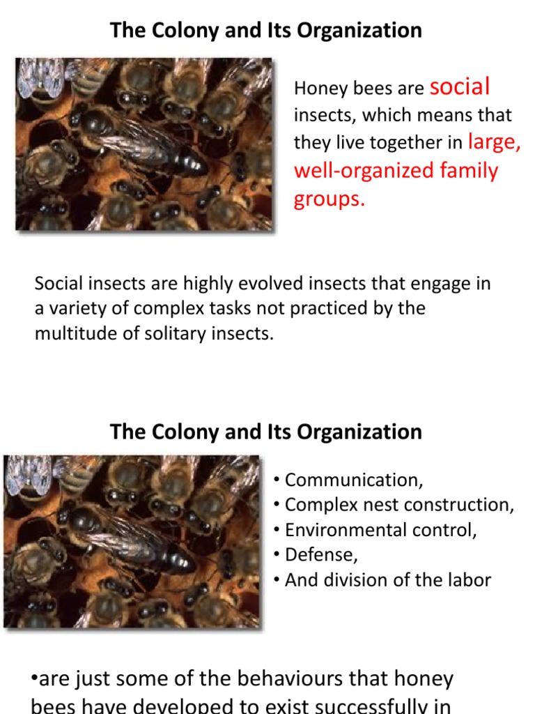 Social: The Colony and Its Organization | PDF | Honey Bee | Bees