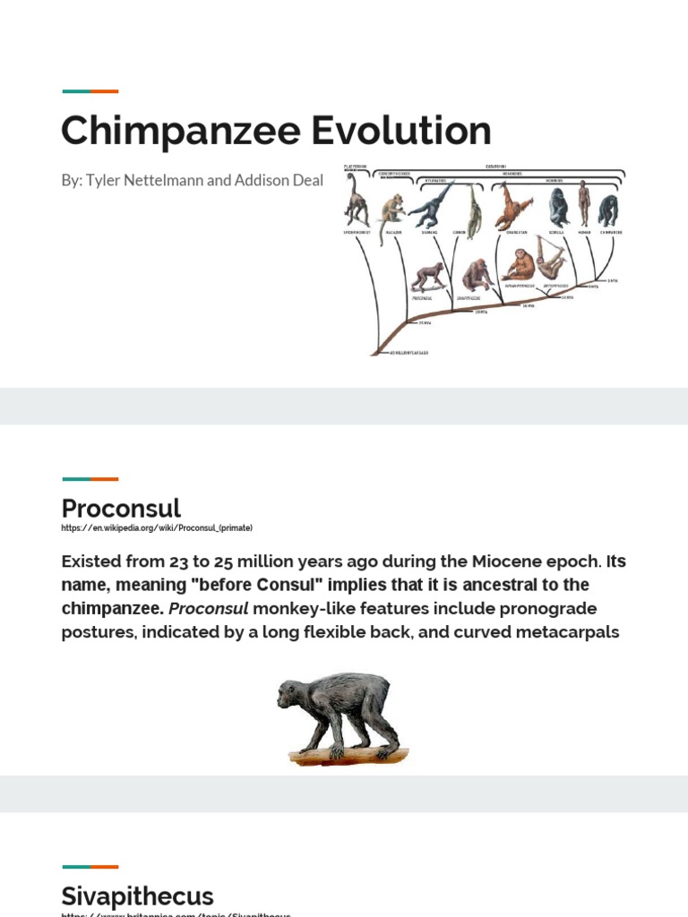 Chimpanzee | PDF