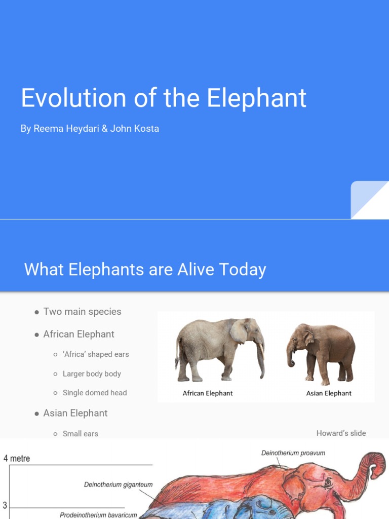 evolution of the elephant | Proboscideans | Elephant