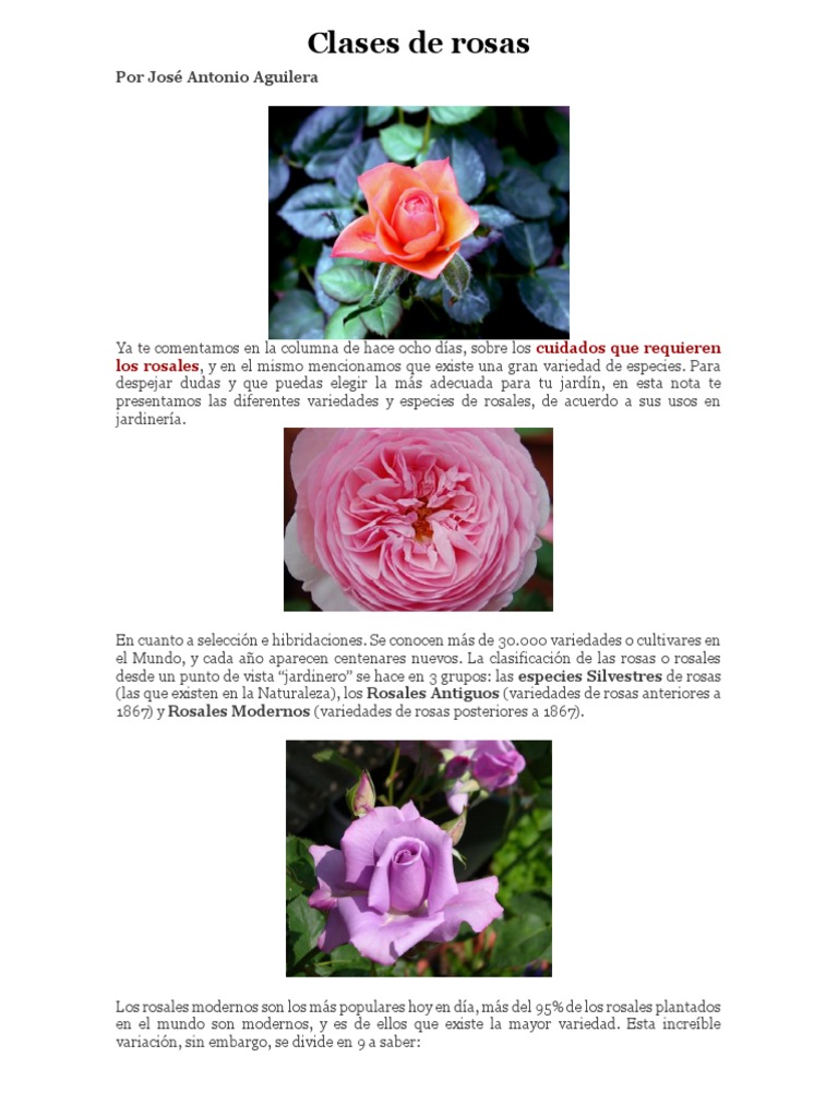 Clases de Rosas | PDF | Rosa | Botánica