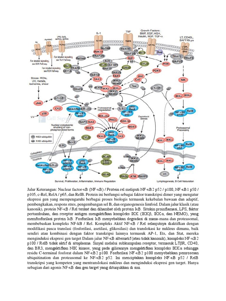 NF KappaB Pathway | PDF