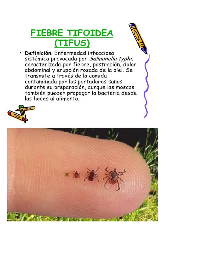 Enfermedad Tifus | PDF