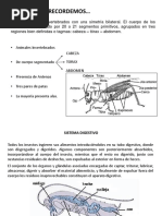 Origen y Evolucion de Los Insectos | PDF | Insectos | Escala de tiempo ...