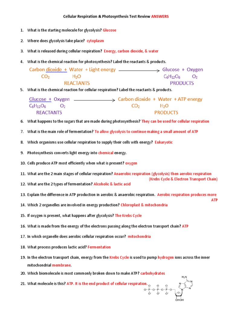 Cellular Respiration Worksheet Multiple Choice