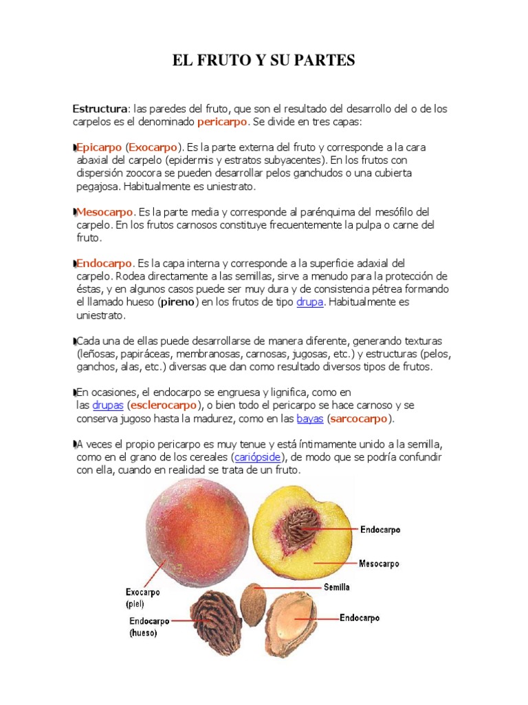 Partes del Fruto y su Estructura | PDF | Reproducción de plantas | Fruta