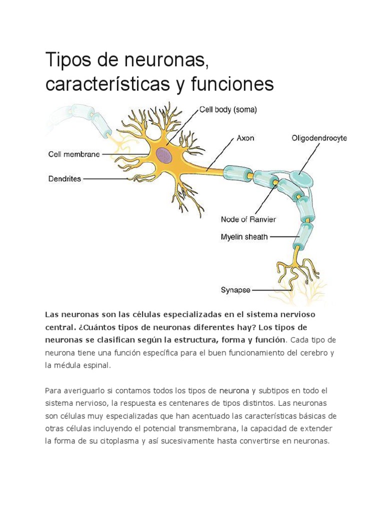 Tipos de Neuronas | PDF | Neurona | Axon