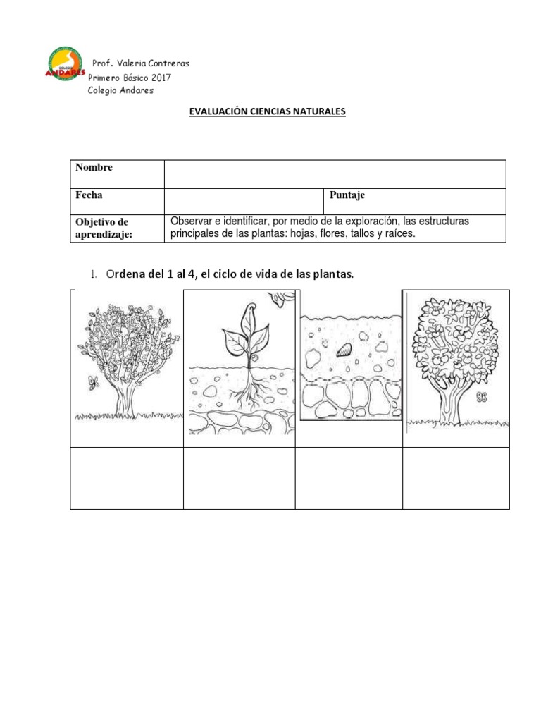 Prueba Las Plantas | Plantas | Hoja | Prueba gratuita de 30 días | Scribd
