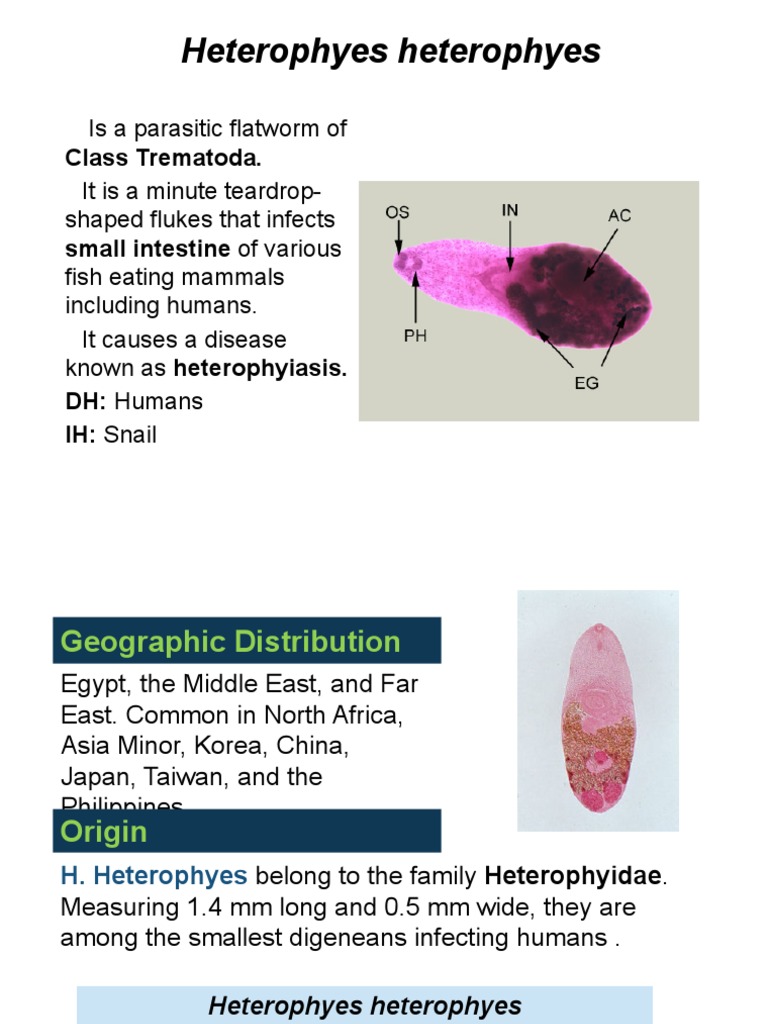 Heterophyes Heterophyes