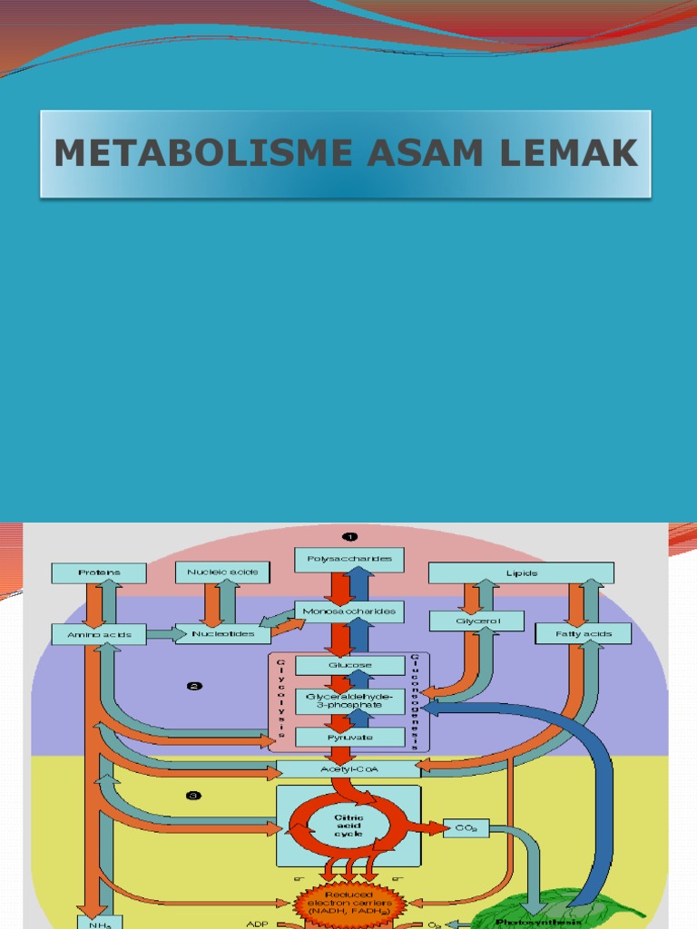 METABOLISME Lemak