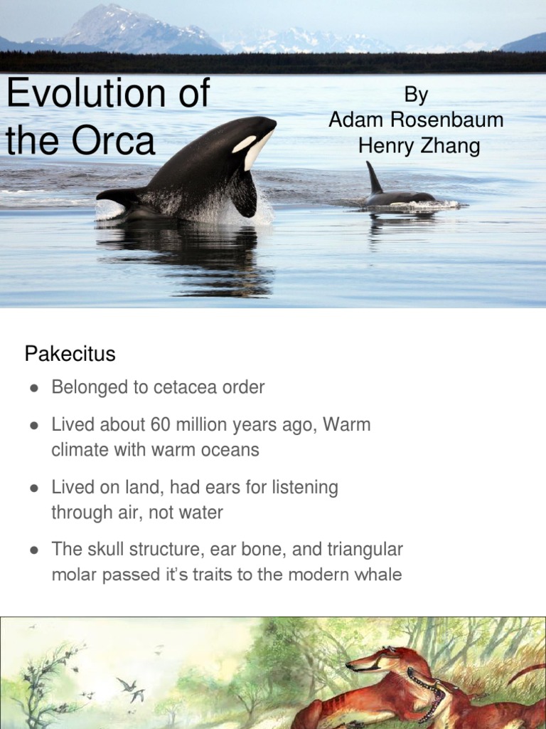 Evolution of The Orca: by Adam Rosenbaum Henry Zhang | PDF