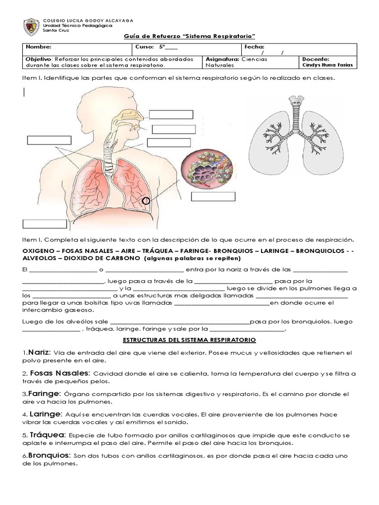 Guía del Sistema Respiratorio 5° Básico | PDF | Pulmón | Sistema ...