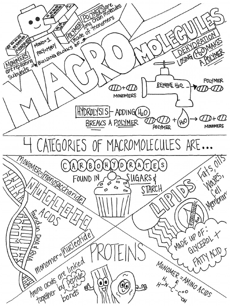 Macromolecules Sketch Notes | PDF