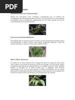 Informe 100 Plantas Medicinales Selva Peruana | PDF