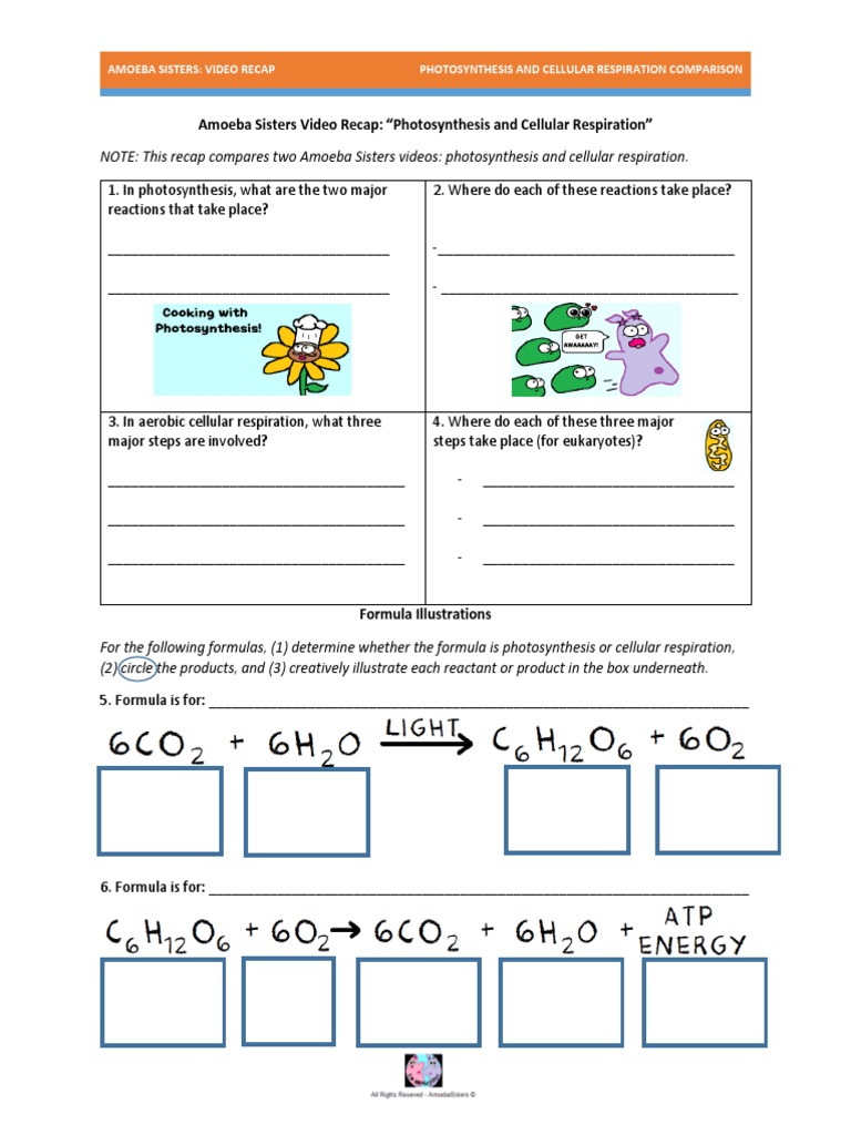 Video Recap Comparing Photosynthesis and Cellular Respiration by Amoeba ...