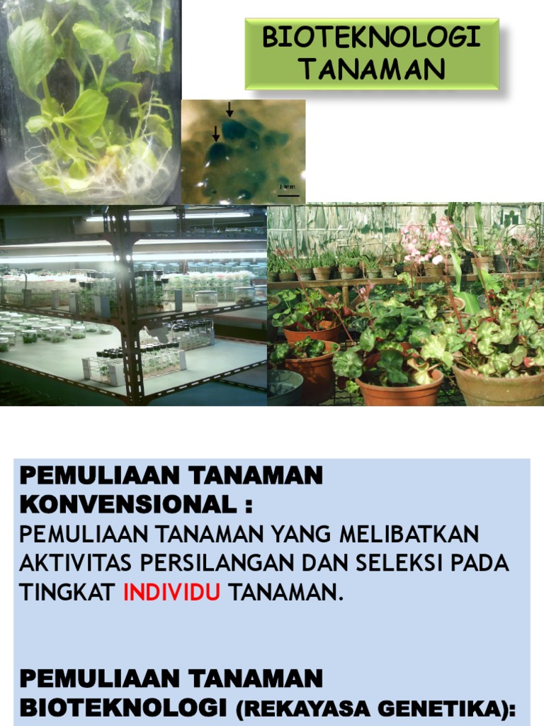 Bioteknologi Tanaman | PDF | Genetics | Life Sciences