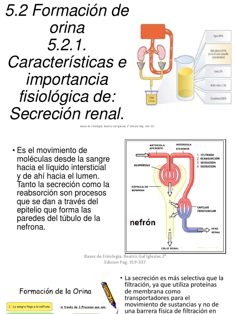 Formacion de La Orina | PDF | Biología Celular | Biología