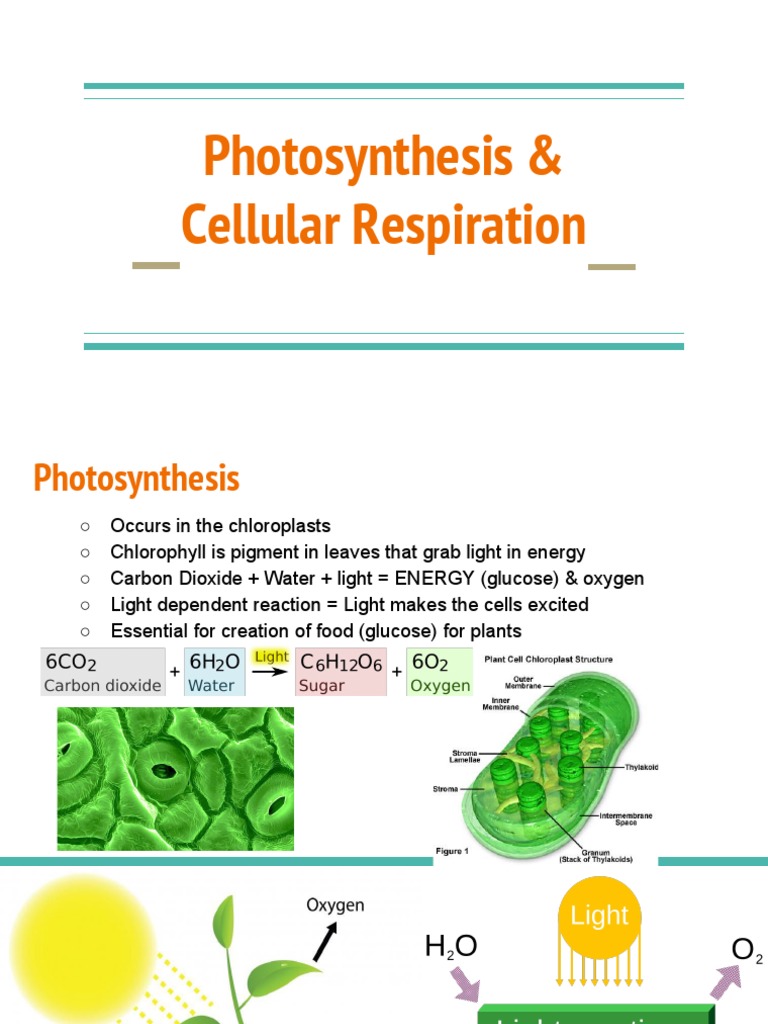 Photosynthesis and Cellular Respiration Explained | PDF