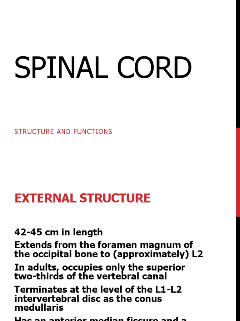 15 Spinal Cord External Features | PDF | Vertebral Column | Spinal Cord