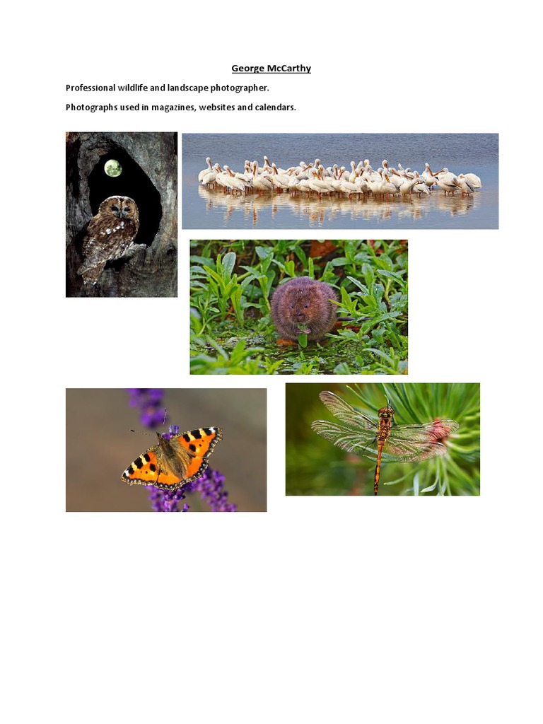 George McCarthy | PDF